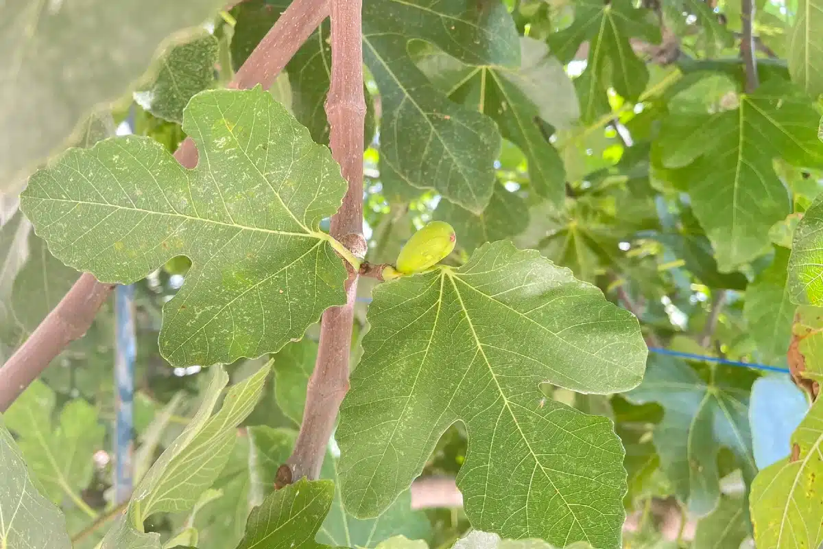 Bouturez votre figuier maintenant : ces étapes à suivre pour multiplier ...